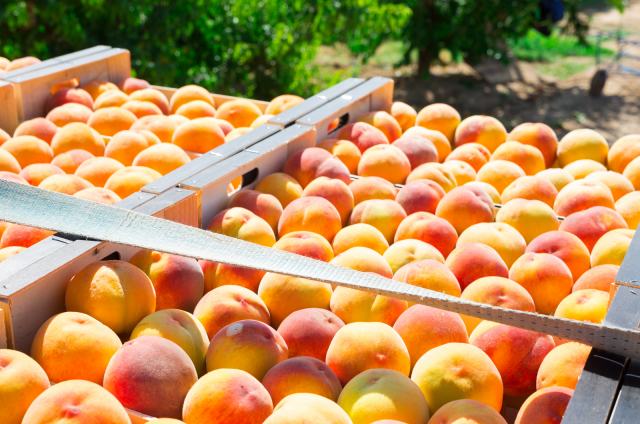 Everything You Need To Know About Peaches In Season