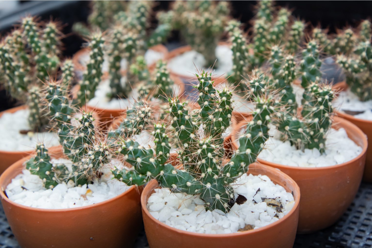 What Are The Fastest Growing Cactus Species? Find Out Here