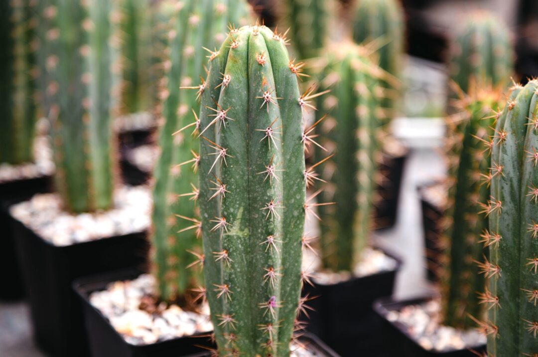 What Are The Fastest Growing Cactus Species? Find Out Here
