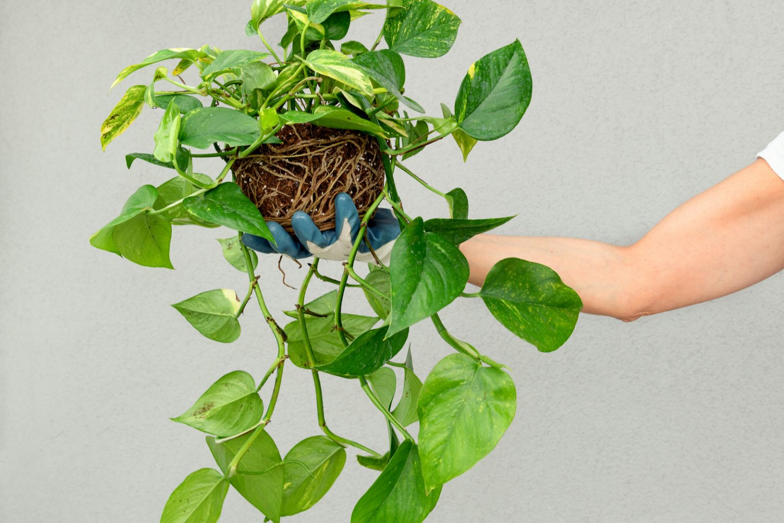 How To Grow Trailing Pothos: 7 Solutions To Get Pothos To Trail