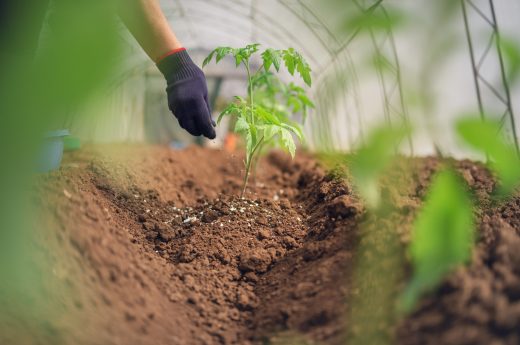 What Is 14 14 14 Fertilizer And How To Use It