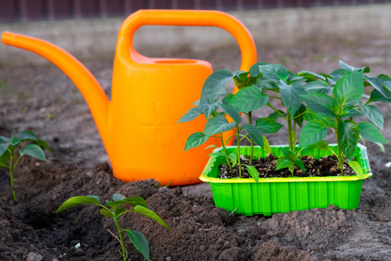 The Chilli Plant Growing Stages: All You Need To Know