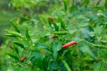 The Chilli Plant Growing Stages: All You Need To Know