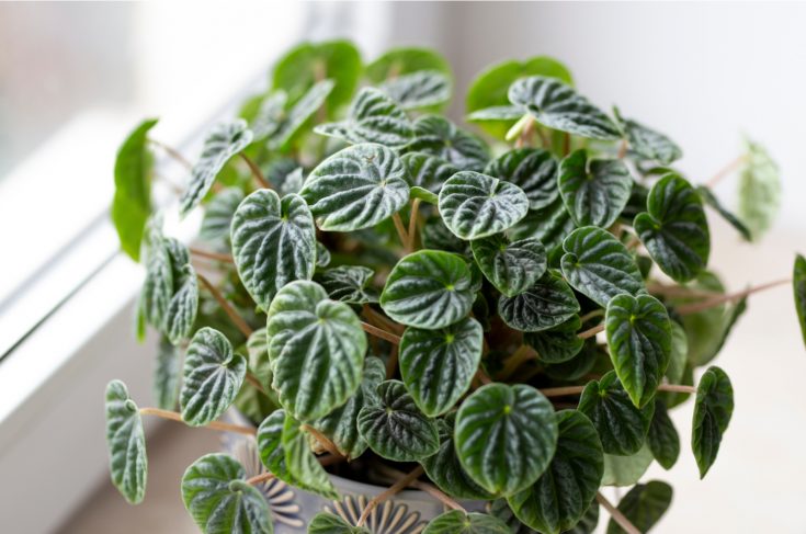Peperomia Caperata: Plant Care, Features, And Fun Facts