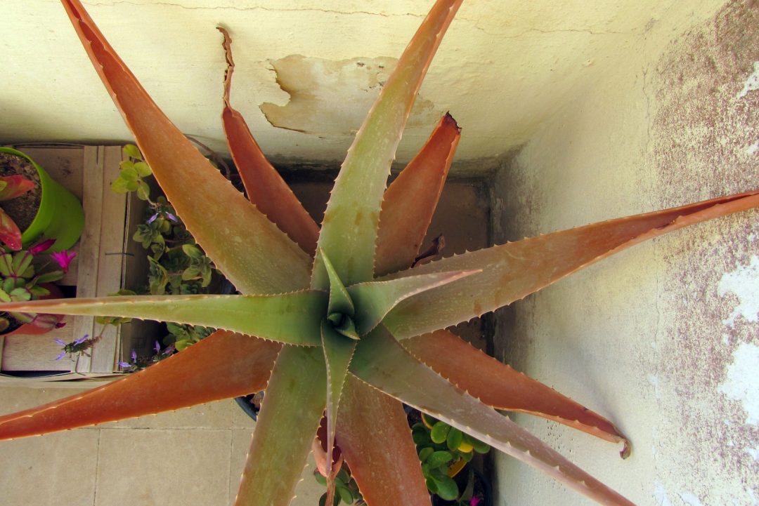 Signs Of An Overwatered Aloe Plant And How To Fix It Signs Of An Overwatered Aloe Plant And How To Fix It