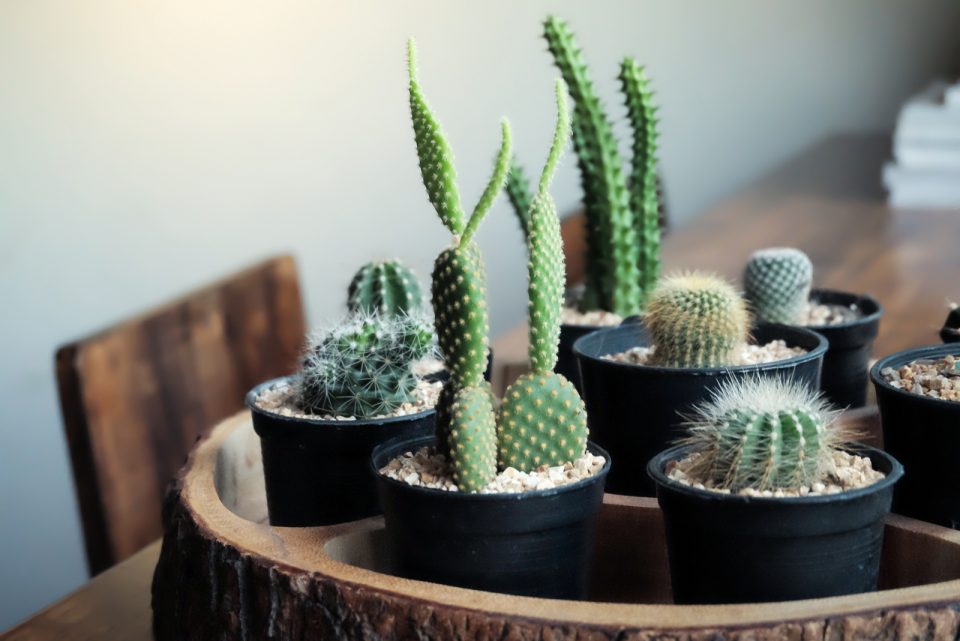 What Are The Fastest Growing Cactus Species? Find Out Here