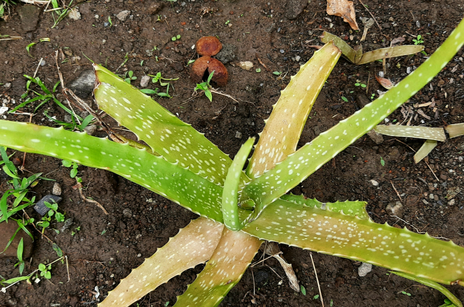 Signs Of An Overwatered Aloe Plant And How To Fix It