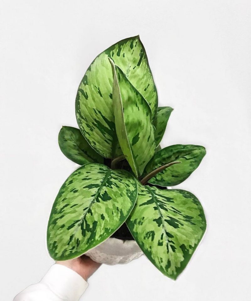 Homalomena Selby Care Guide: Our Plant Of The Day