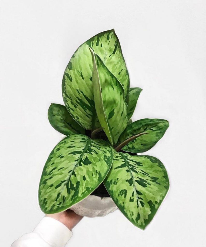 Homalomena Selby Care Guide: Our Plant Of The Day