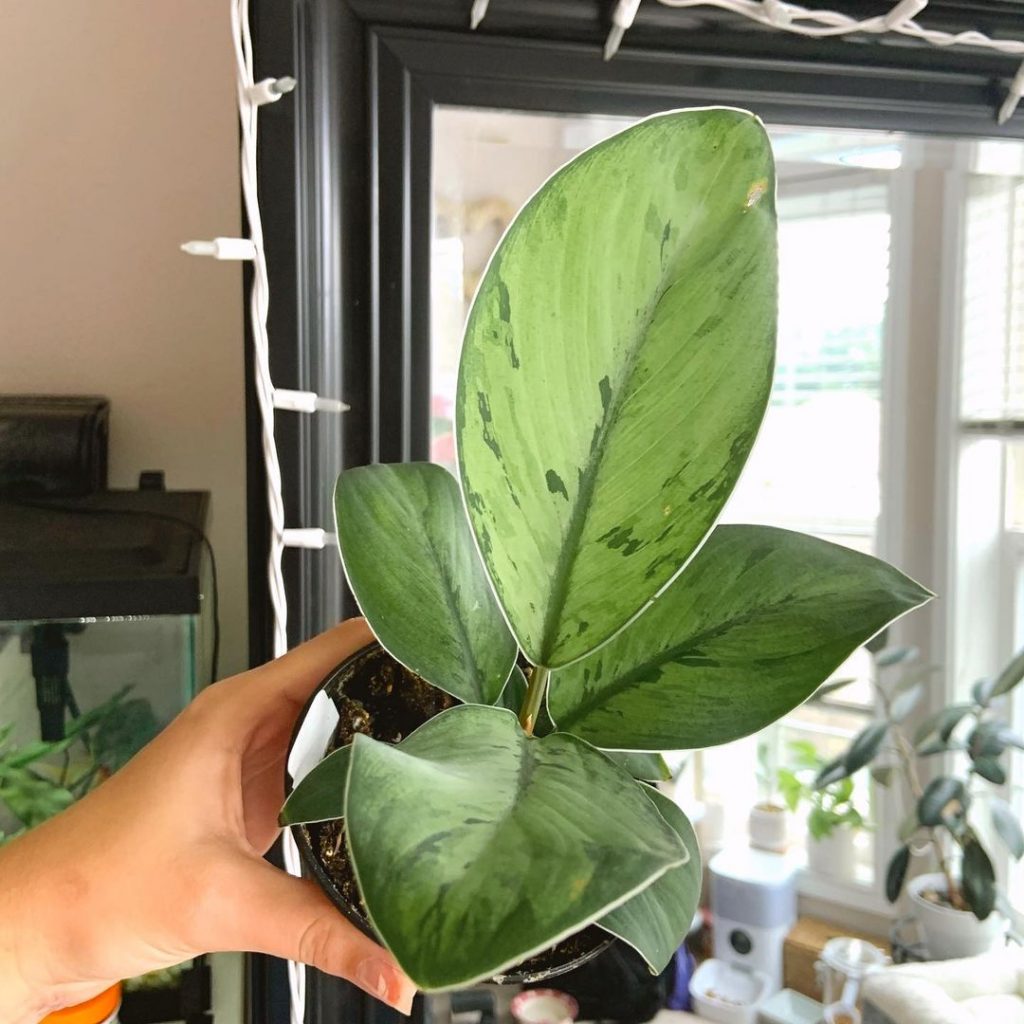 Homalomena Selby Care Guide: Our Plant Of The Day