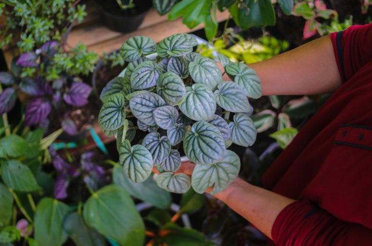 Peperomia Caperata: Plant Care, Features, And Fun Facts