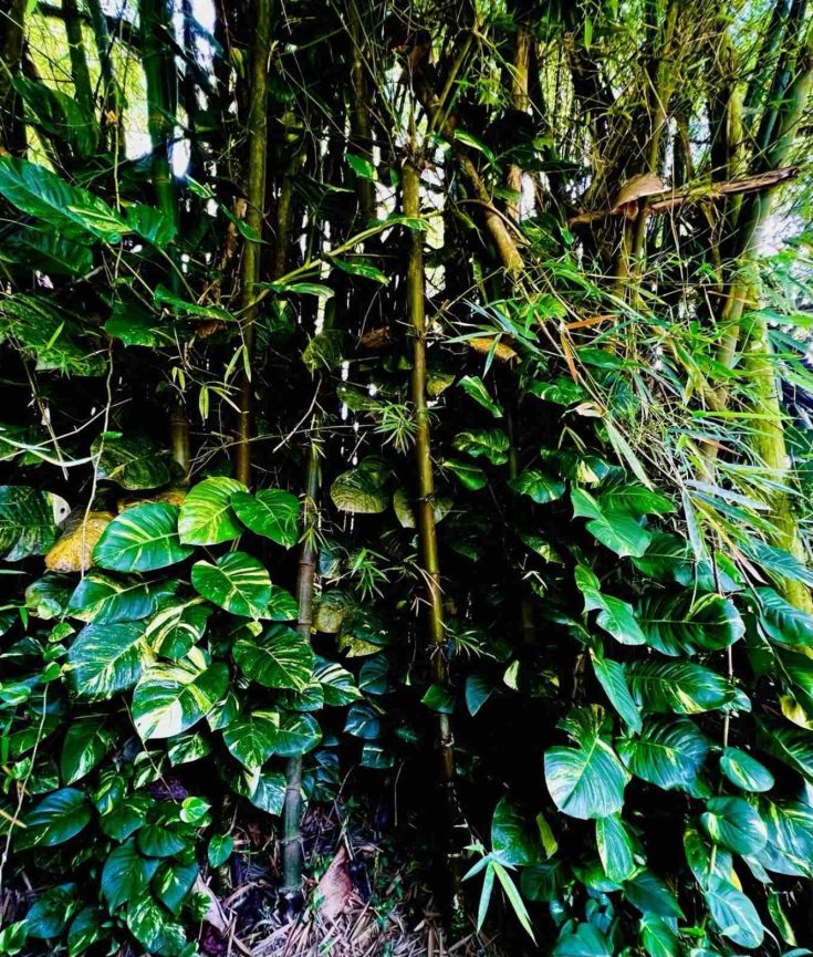 Hawaiian Pothos: Features, Care Guide, And Common Issues