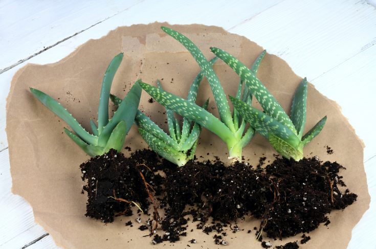 Signs Of An Overwatered Aloe Plant And How To Fix It