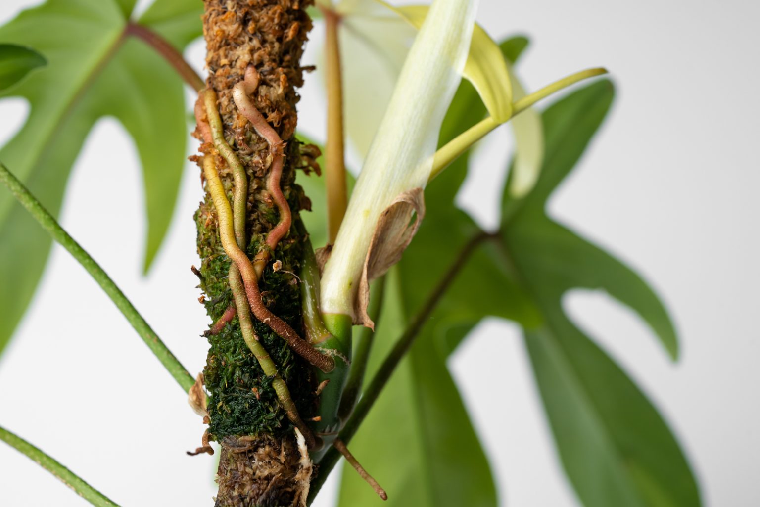 10 Moss Pole Alternative Tools: Advantages And Disadvantages