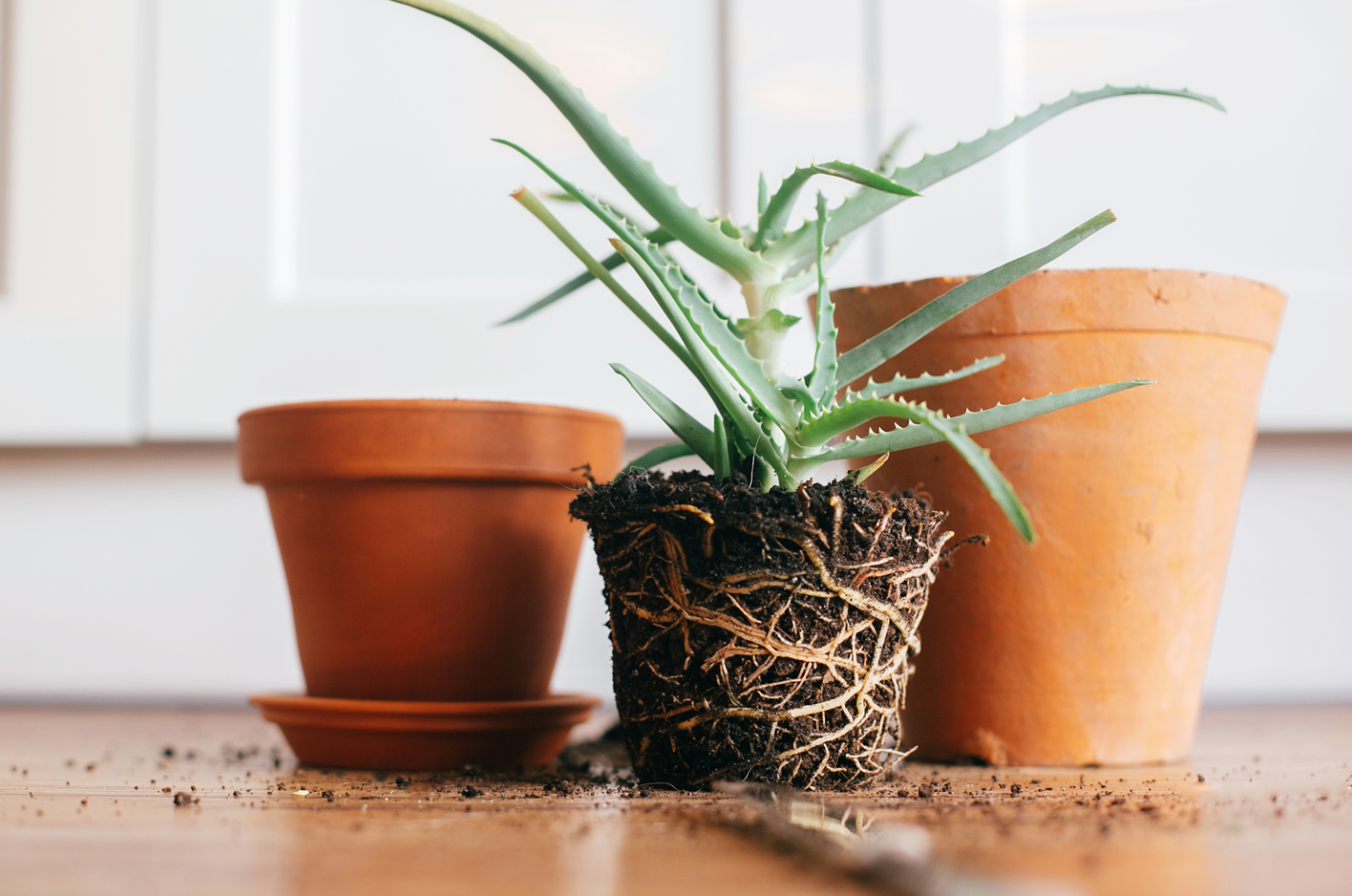Signs Of An Overwatered Aloe Plant And How To Fix It Signs Of An Overwatered Aloe Plant And How To Fix It