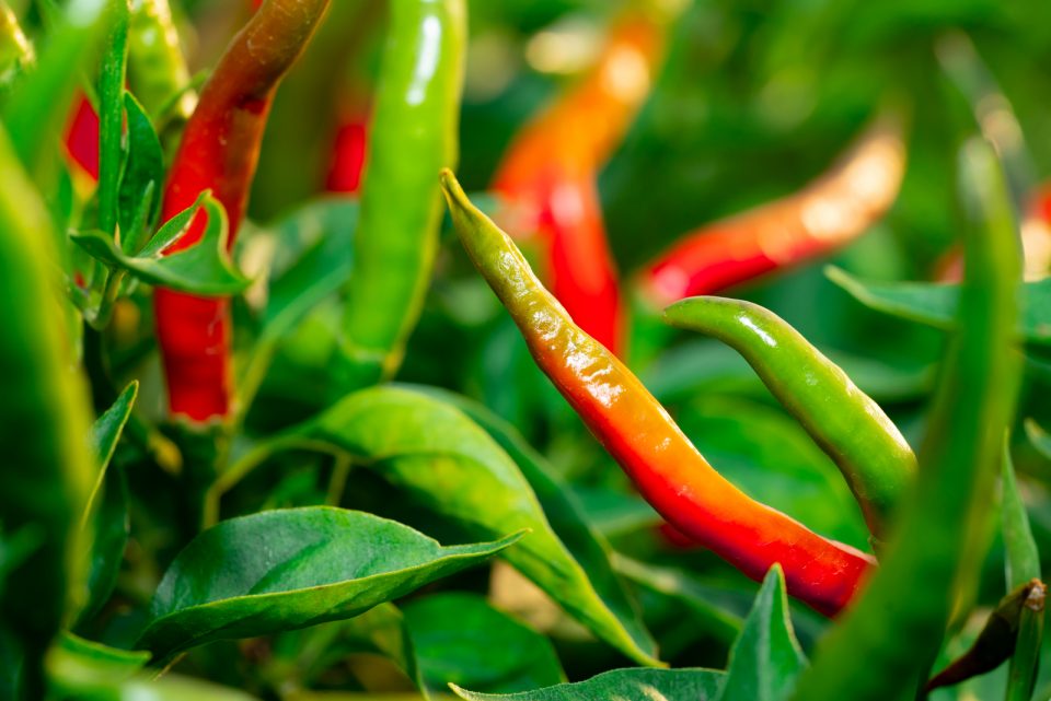 The Chilli Plant Growing Stages: All You Need To Know