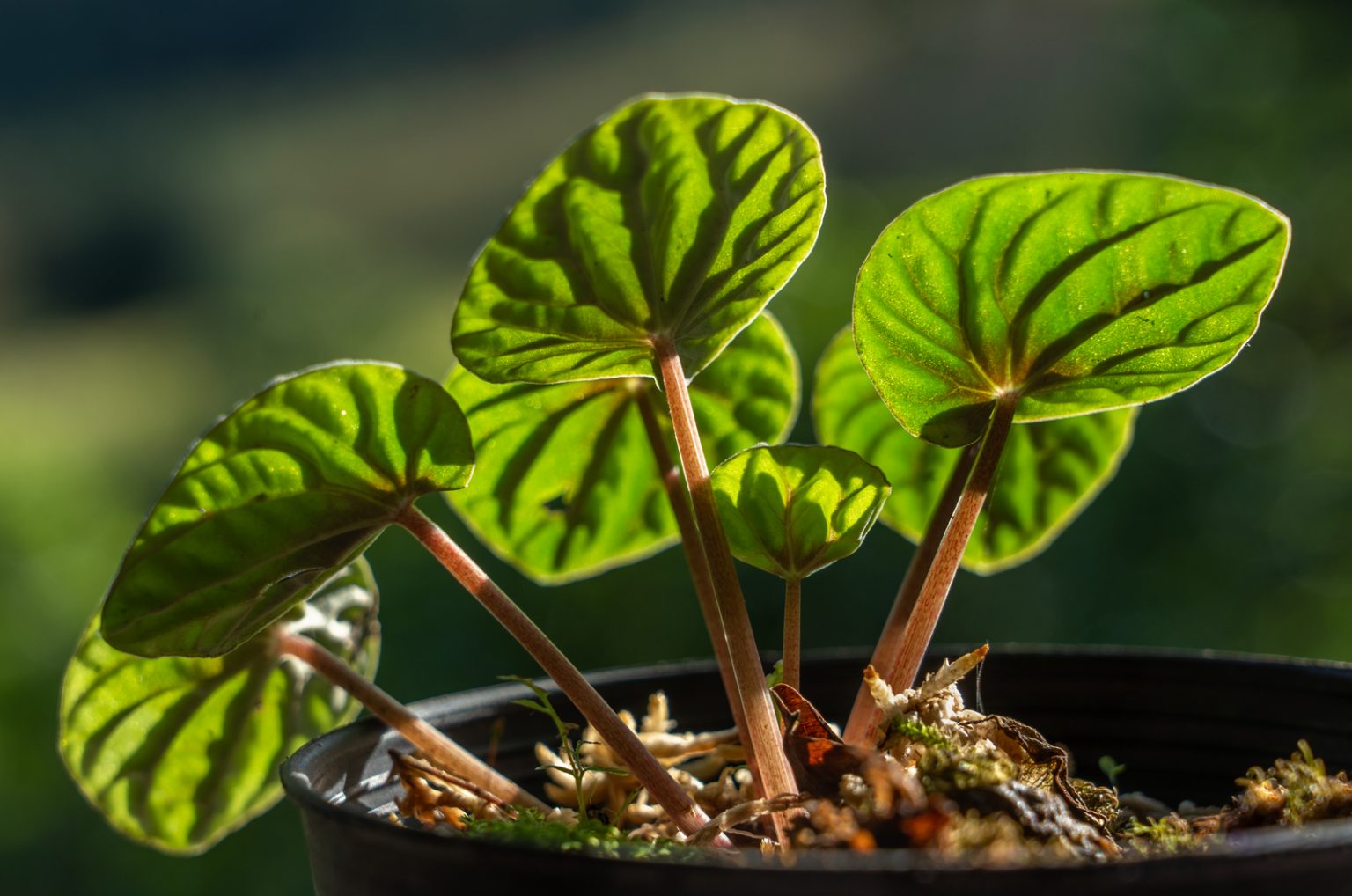 Peperomia Caperata: Plant Care, Features, And Fun Facts