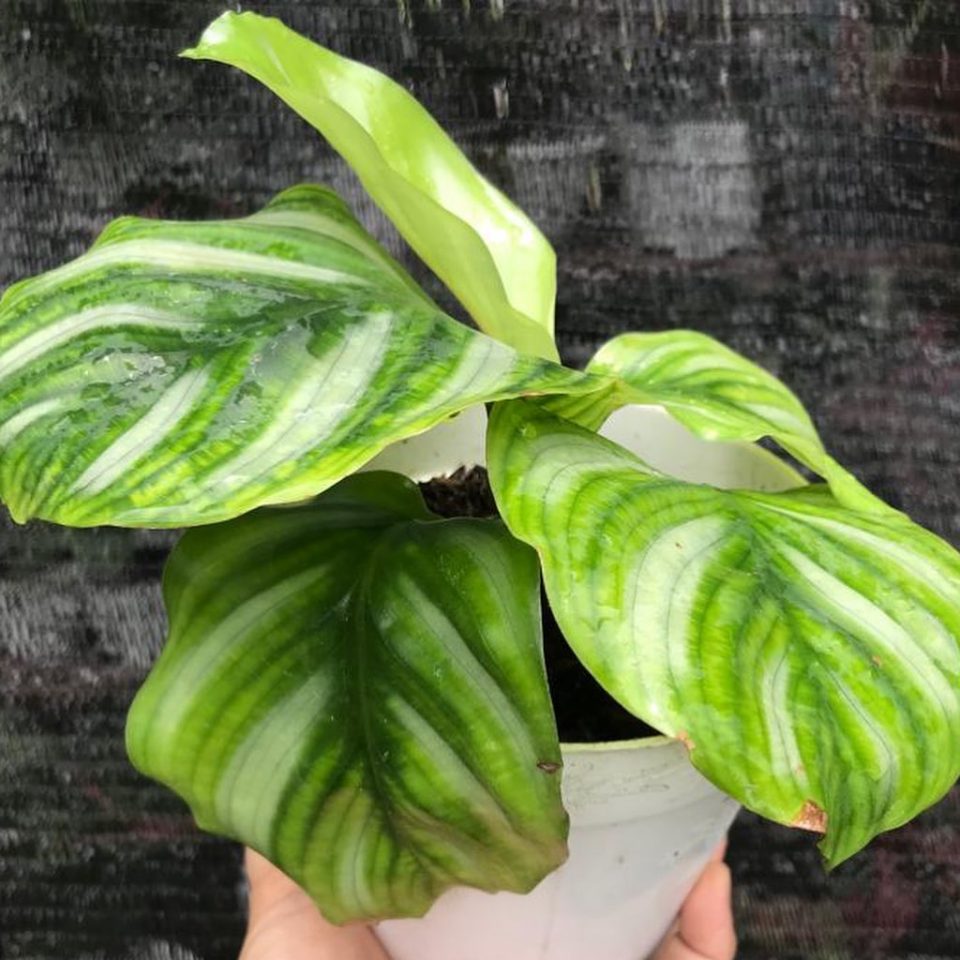 Calathea Fasciata: Care Guide, And Common Problems & Solutions
