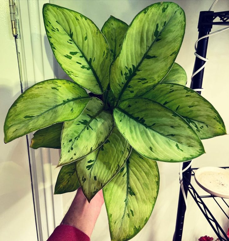 Homalomena Selby Care Guide: Our Plant Of The Day