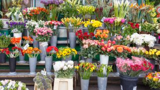 25 Charming French Flowers And Their Meanings