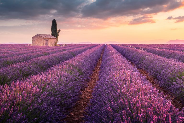 25 Charming French Flowers And Their Meanings