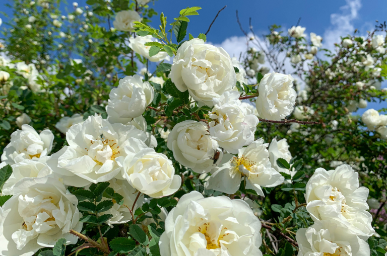 9 Stunning Italian Roses To Add To Your Garden