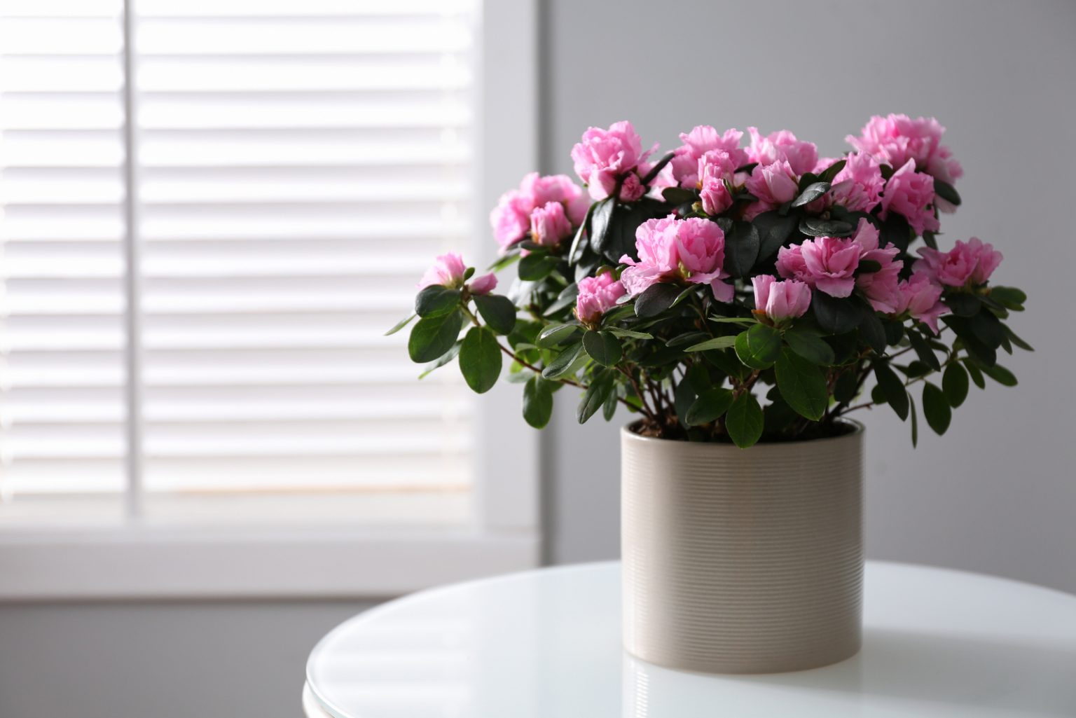 25 Charming French Flowers And Their Meanings
