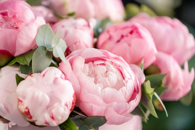 15 Spectacular Greek Flowers And Their Mythological Backgrounds