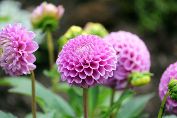 25 Charming French Flowers And Their Meanings