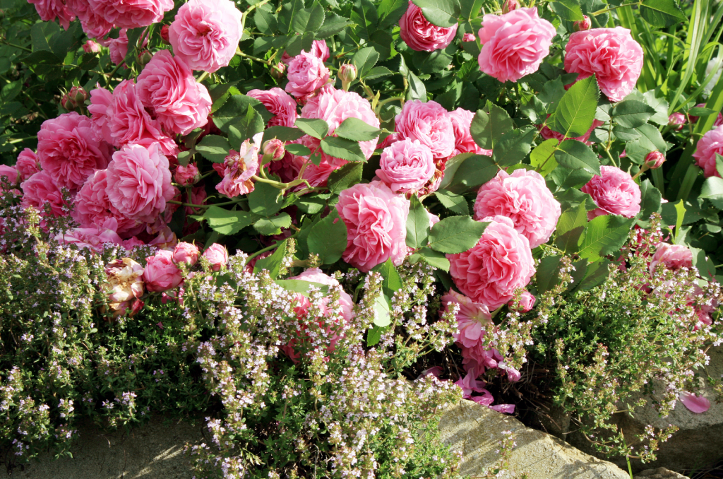 9 Stunning Italian Roses To Add To Your Garden
