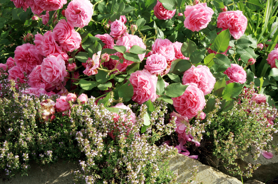 9 Stunning Italian Roses To Add To Your Garden
