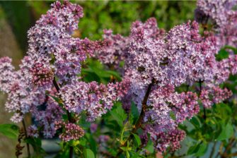 25 Charming French Flowers And Their Meanings