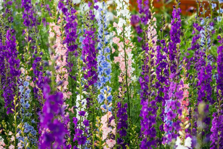 15 Spectacular Greek Flowers And Their Mythological Backgrounds
