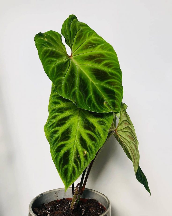 13 Philodendron Verrucosum Types That Will Blow Your Mind