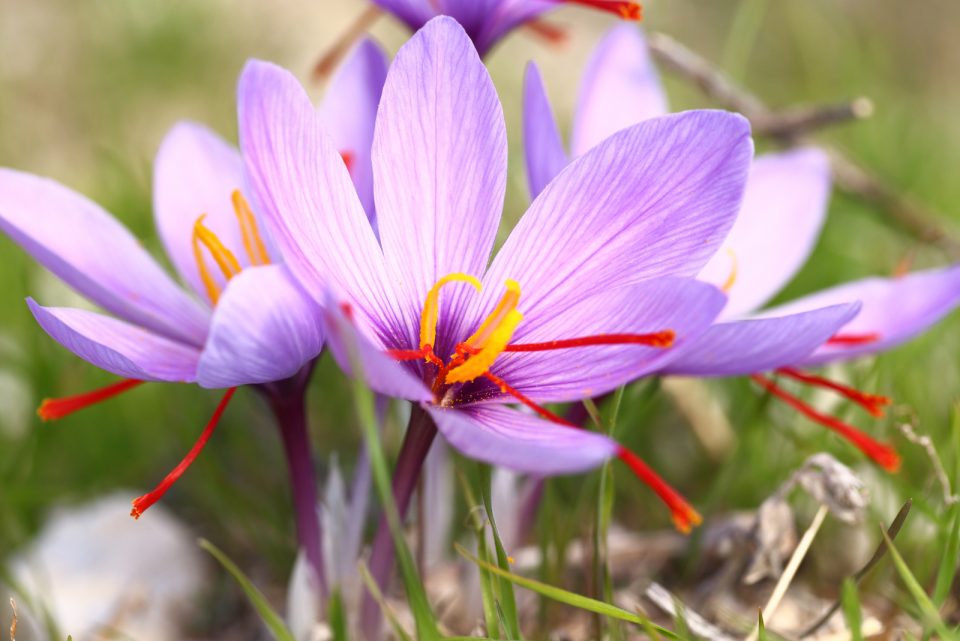 15 Spectacular Greek Flowers And Their Mythological Backgrounds