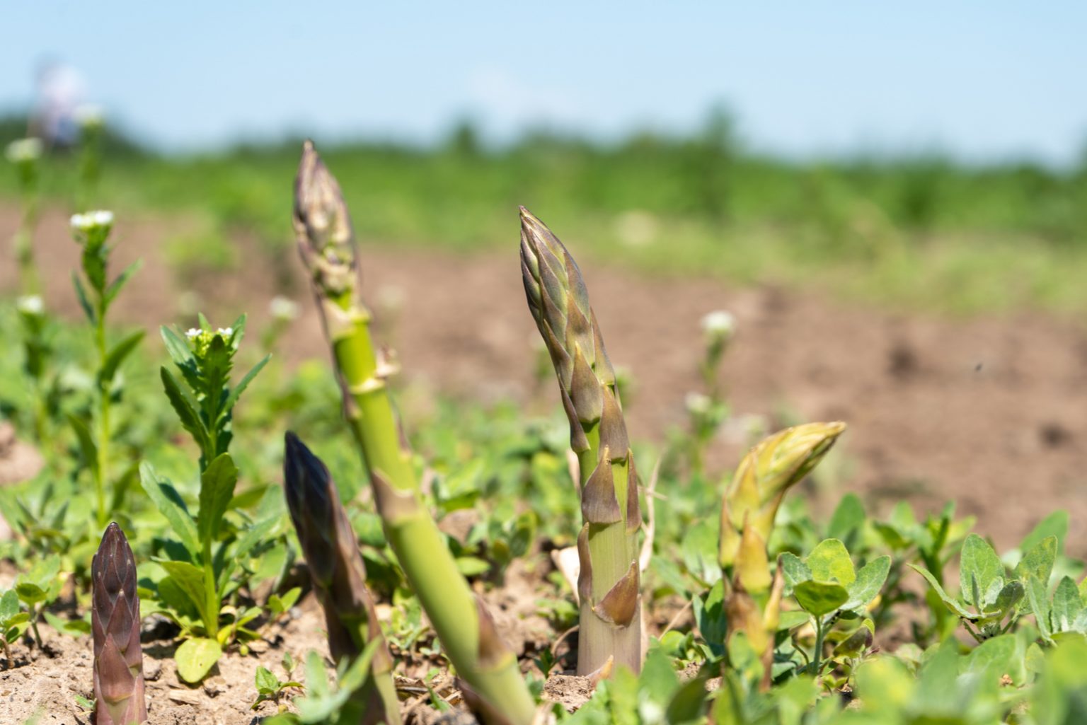 The 7 Stages Of Growing Asparagus: All Your Questions Answered