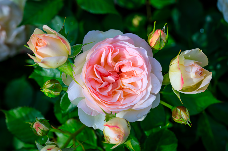9 Stunning Italian Roses To Add To Your Garden