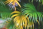 The Causes Of Yellow Palm Leaves And How To Fix The Problem