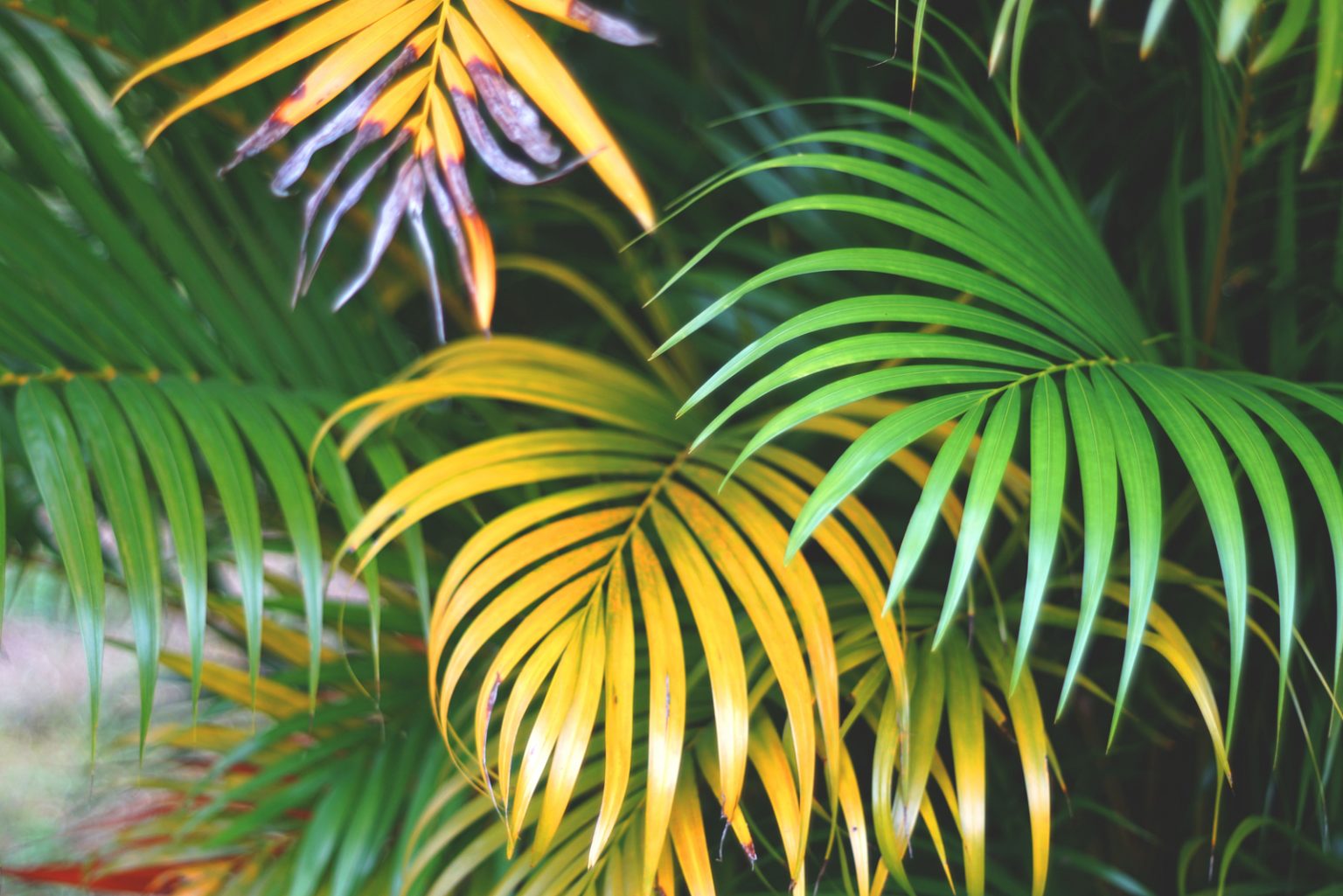 The Causes Of Yellow Palm Leaves And How To Fix The Problem