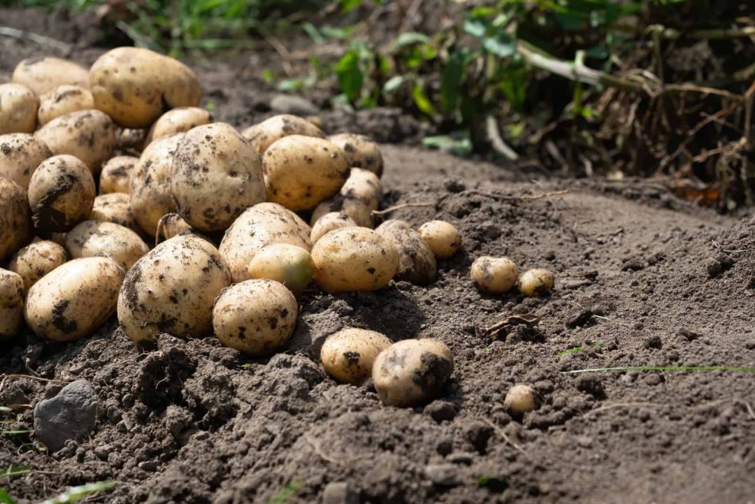 What Are The Potato Growing Stages? All The Answers And More