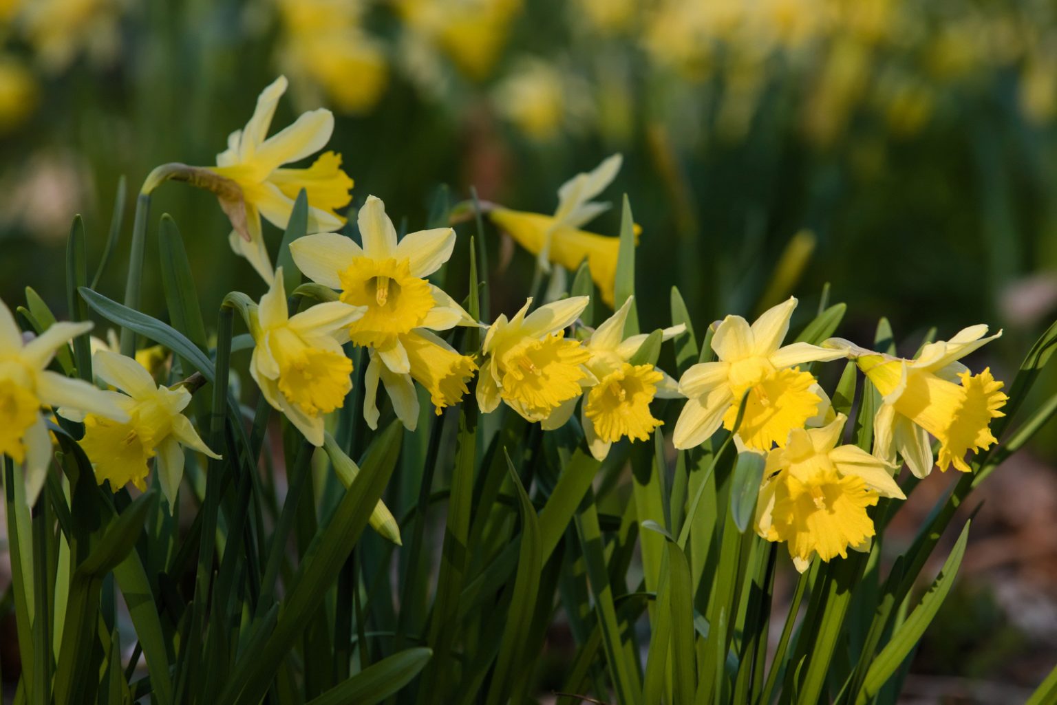 25 Charming French Flowers And Their Meanings