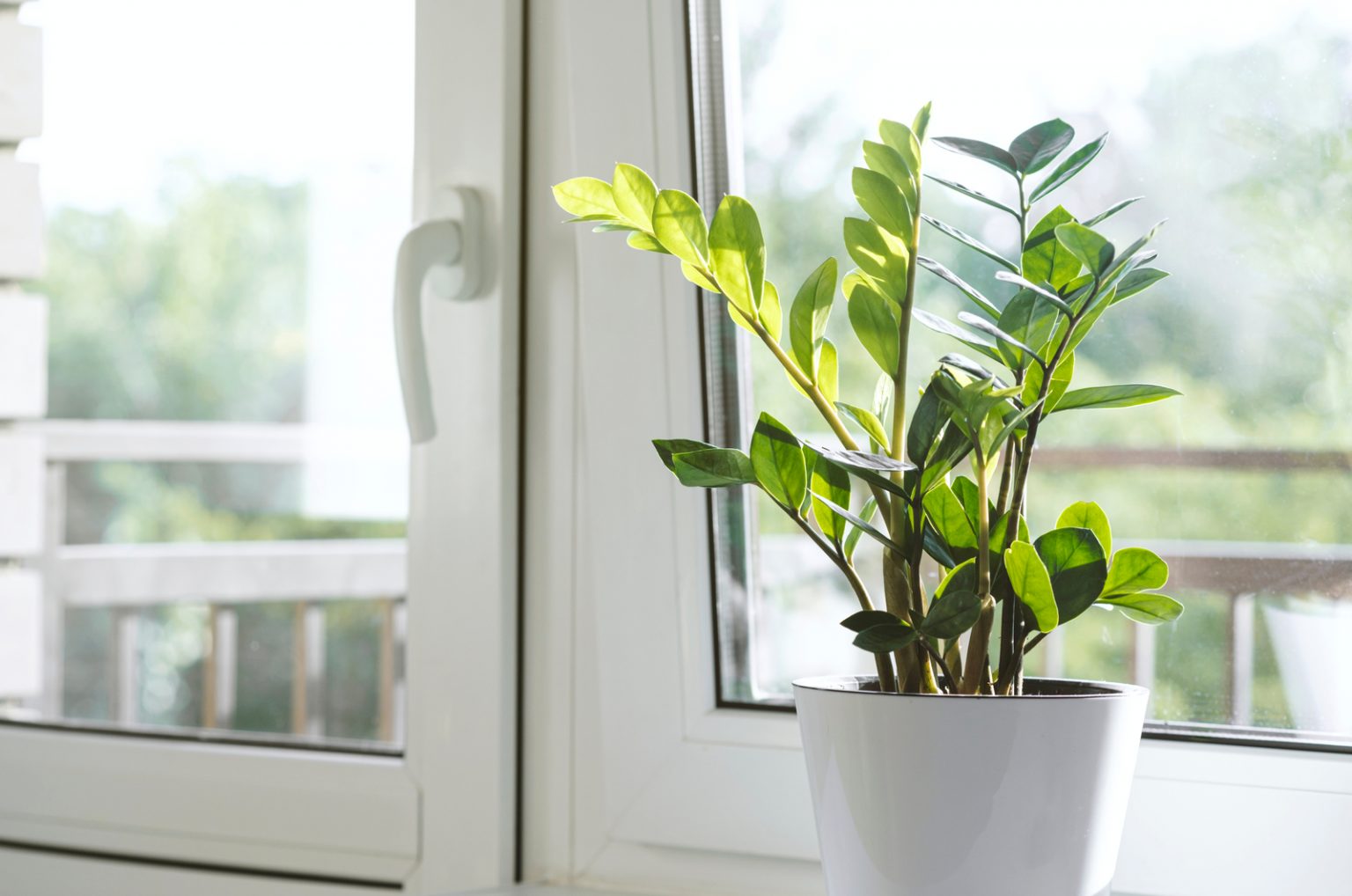 What Is A ZZ Plant Bulb? How The ZZ Plant Actually Grows