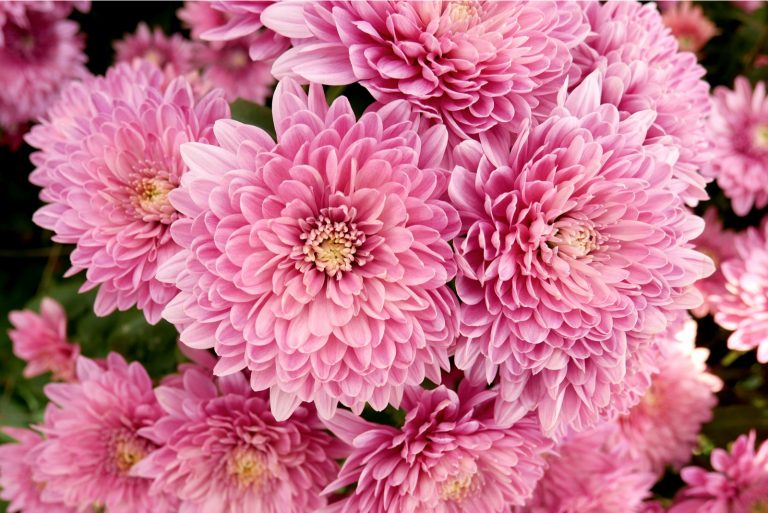 25 Charming French Flowers And Their Meanings
