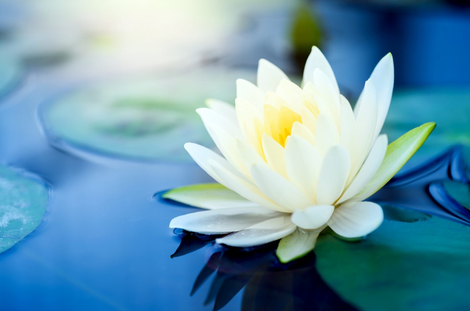 How To Grow Lotus Without Soil: 4 Helpful Tips