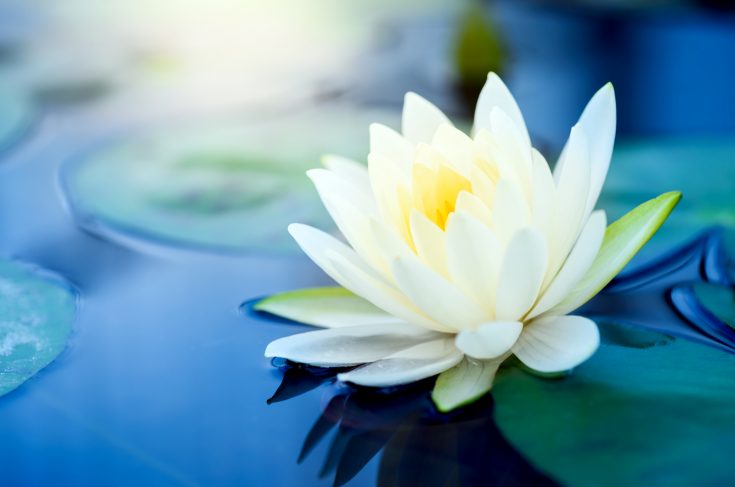 How To Grow Lotus Without Soil: 4 Helpful Tips