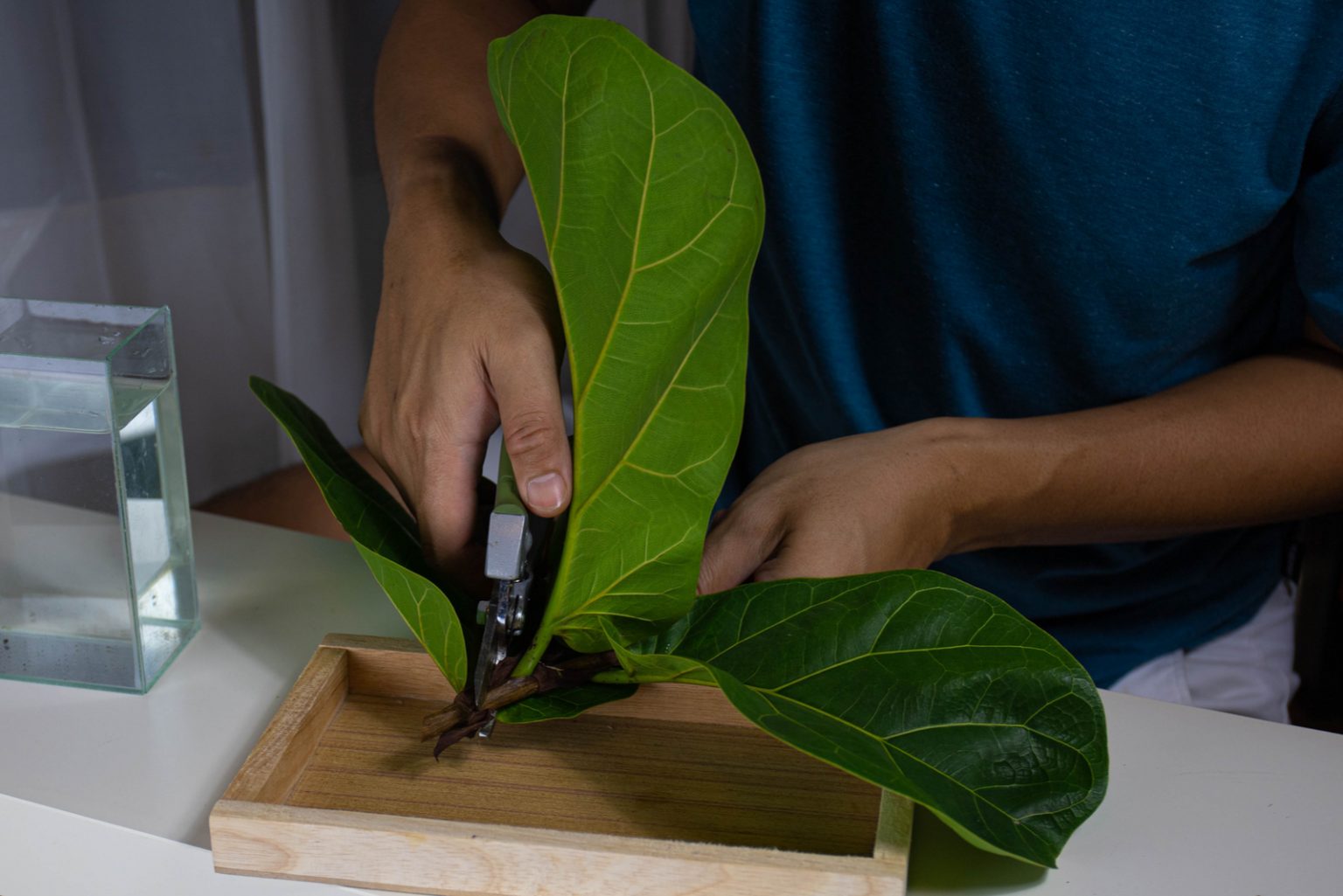 How Do You Start Fig Tree Cuttings In Water? Top Tips