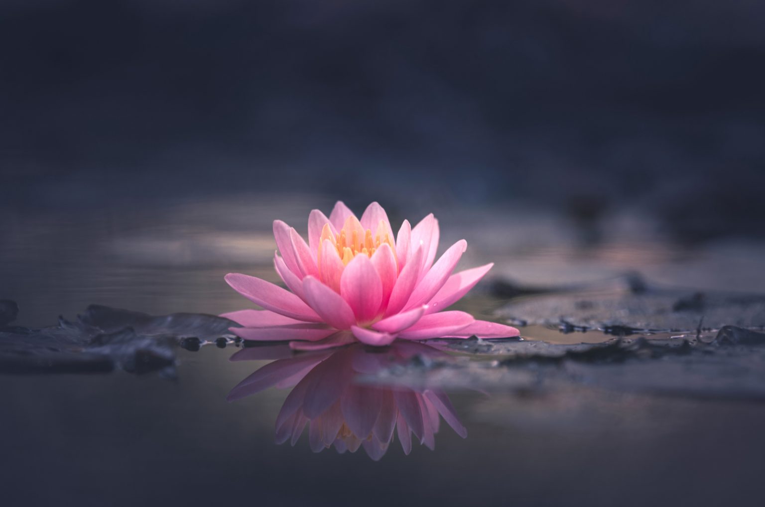 How To Grow Lotus Without Soil: 4 Helpful Tips