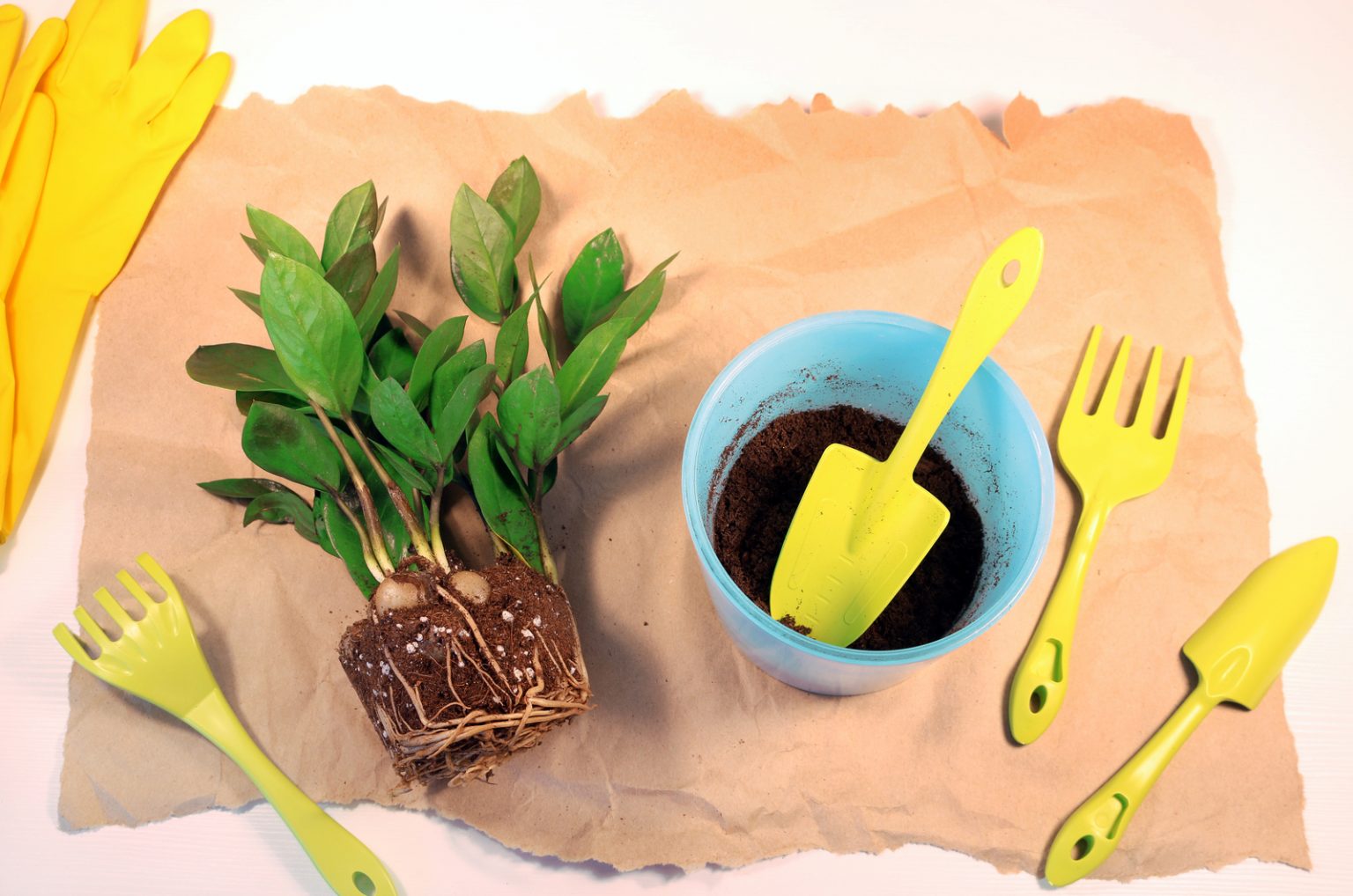 What A ZZ Plant Bulb Is And The Best Ways To Use It