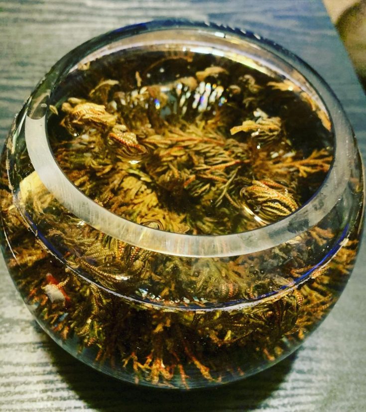 Dive Into The Spiritual Plant World: Full Rose of Jericho Care Guide