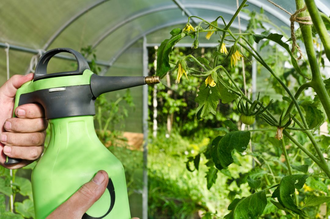 Neem Oil On Tomatoes: Everything You Need To Know